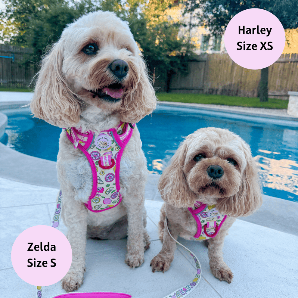Pink Lemonade | Adventure No Pull Dog Harness – Zelda & Harley